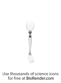 Free Limb (amputation stump, with prosthetic leg) Icons, Symbols ...