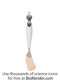 Free Prosthesis (lower leg) Icons, Symbols & Images | BioRender