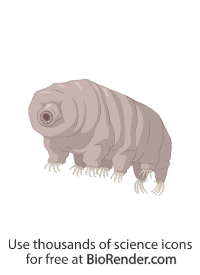 Free Tardigrade Icons, Symbols & Images | BioRender