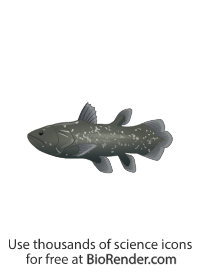 Free Coelacanth Icons, Symbols & Images | BioRender