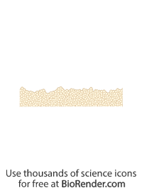 Free Skin Epithelia Icons, Symbols & Images | BioRender