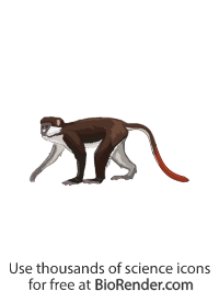 Free Sheep Icons, Symbols & Images | BioRender