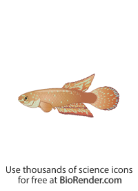 Free Nematolebias whitei Icons, Symbols & Images | BioRender