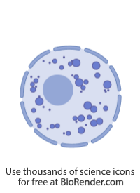 Free Nucleus (with nuclear speckles) Icons, Symbols & Images | BioRender