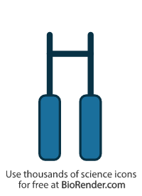 Free CD64 and CD16 (gamma 2 unit) Icons, Symbols & Images | BioRender