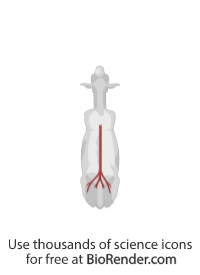 Free Cow (dorsal, with aorta) Icons, Symbols & Images | BioRender