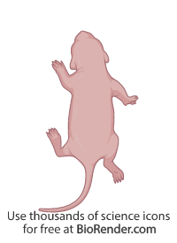 Free Mouse pup (dorsal, turning) Icons, Symbols & Images | BioRender