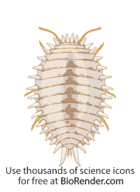 Free Citrus mealybug (Planococcus citri, female) Icons, Symbols ...