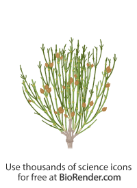 Free Ephedra (plant) Icons, Symbols & Images | BioRender
