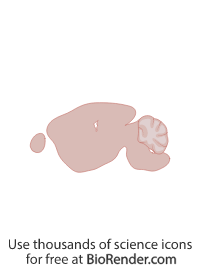 Free Mouse brain (sagittal, lateral cut) Icons, Symbols & Images ...