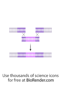 Free Homology-directed repair Icons, Symbols & Images | BioRender