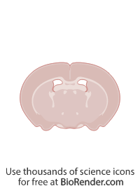 Free Mouse brain (coronal, plate 61) Icons, Symbols & Images | BioRender