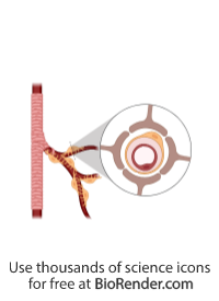 Free Brain vascular system Icons, Symbols & Images | BioRender
