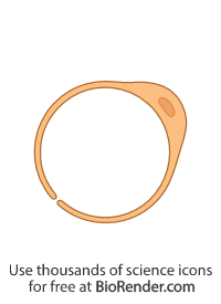 Free Pericyte (circular 2) Icons, Symbols & Images | BioRender