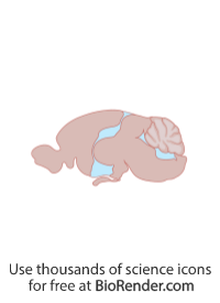 Free Mouse brain (sagittal, midline 2) Icons, Symbols & Images | BioRender