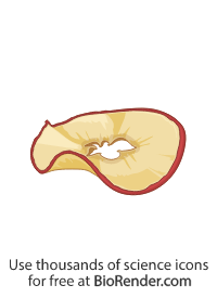 Free Apple (dried, slice) Icons, Symbols & Images | BioRender