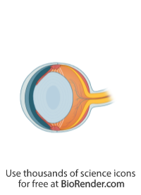 Free Mouse eye (axial, cross-section) Icons, Symbols & Images | BioRender