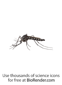 Free Mosquito (Yellow fever, Aedes aegypti, male) Icons, Symbols ...