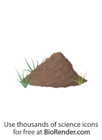 Free Ant colony (with grass) Icons, Symbols & Images | BioRender