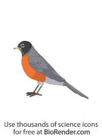 Free American robin (Turdus migratorius) Icons, Symbols & Images ...