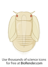Free Potato psyllid nymph (Bactericera cockerelli) Icons, Symbols ...