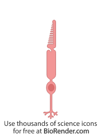 Free Cone photoreceptor Icons, Symbols & Images | BioRender