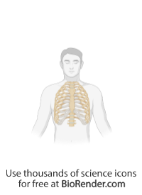 Free Rib cage (male) Icons, Symbols & Images | BioRender