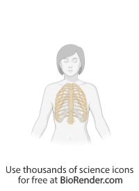 Free Rib cage (female) Icons, Symbols & Images | BioRender