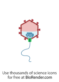 Free Bacteriophage capsid (4. Packaging) Icons, Symbols & Images ...