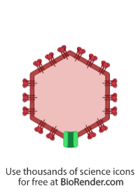 Free Bacteriophage capsid (5. Mature) Icons, Symbols & Images | BioRender