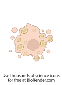 Free Hepatocyte Icons, Symbols & Images | BioRender