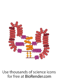 Free Fibronectin (soluble dimer) Icons, Symbols & Images | BioRender