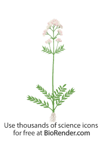 Free Valerian (valeriana officinalis) Icons, Symbols & Images | BioRender