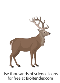 Free Red deer (cervus elaphus) Icons, Symbols & Images | BioRender