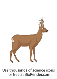 Free European roe deer (capreolus capreolus) Icons, Symbols & Images ...