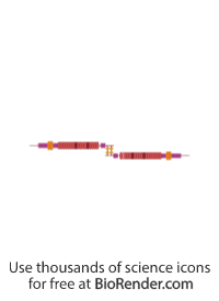 Free Fibronectin (dimer) Icons, Symbols & Images | BioRender