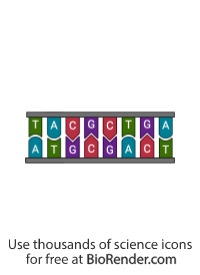 Free Nucleic acid double strand (horizontal) Icons, Symbols & Images ...