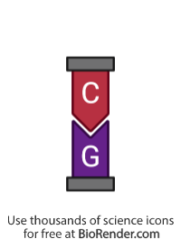 Free Base pair (G-C, vertical) Icons, Symbols & Images | BioRender