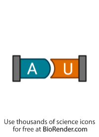 Free Base pair (A-U, horizontal) Icons, Symbols & Images | BioRender