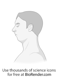 Free Adult male (retrognathia, head, lateral) Icons, Symbols & Images ...