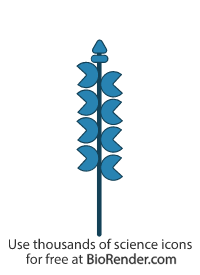 Free Mannose receptor Icons, Symbols & Images | BioRender