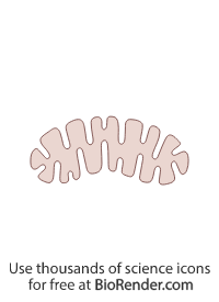 Free Mitoplast Icons, Symbols & Images | BioRender