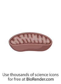 Free Mitochondria (3D, clear fill) Icons, Symbols & Images | BioRender