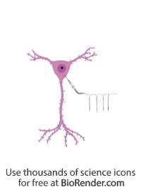 Free Neuron with patch-clamp Icons, Symbols & Images | BioRender
