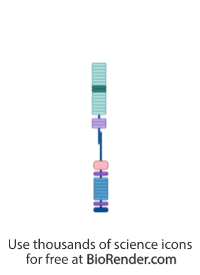 Free NOTCH Icons, Symbols & Images | BioRender