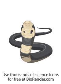 Free Monocled Cobra (Naja kaouthia) Icons, Symbols & Images | BioRender