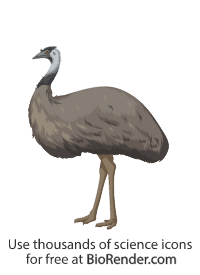 Free Emu (Dromaius novaehollandiae) Icons, Symbols & Images | BioRender