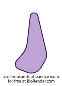 Free Type 2 secretion system (GspL) Icons, Symbols & Images | BioRender