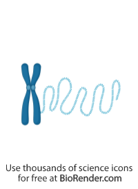 Free Chromosome and open chromatin Icons, Symbols & Images | BioRender