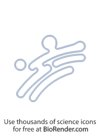 Free Organelles Icons, Symbols & Images | BioRender